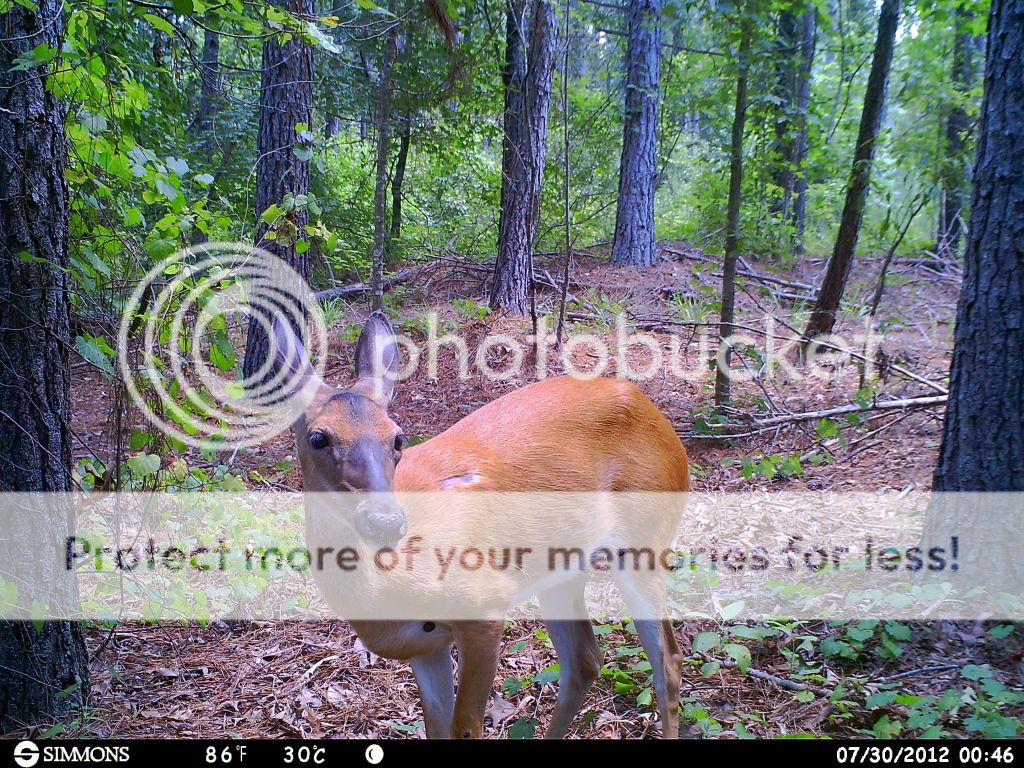 Are these just tick or something else? | GON Forum