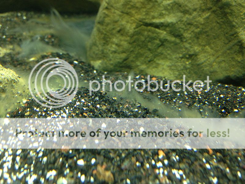 Fishless cycle stalled | Cichlid Fish Forum